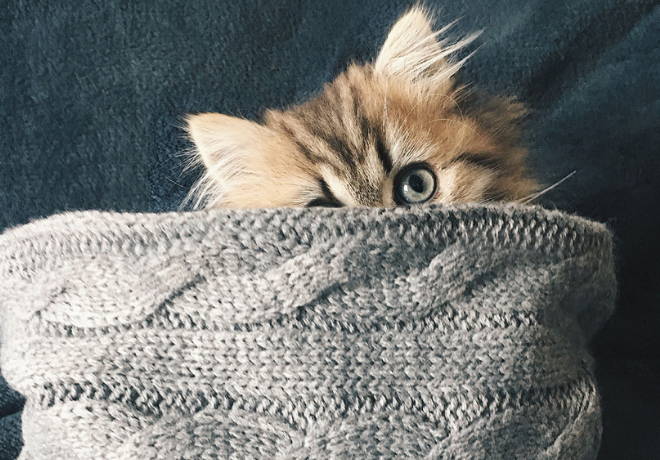 Le Tuto spécial carton chat